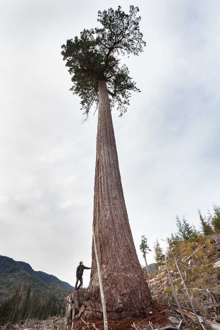 Big Lonely Doug and Clearcut - Ancient Forest Alliance