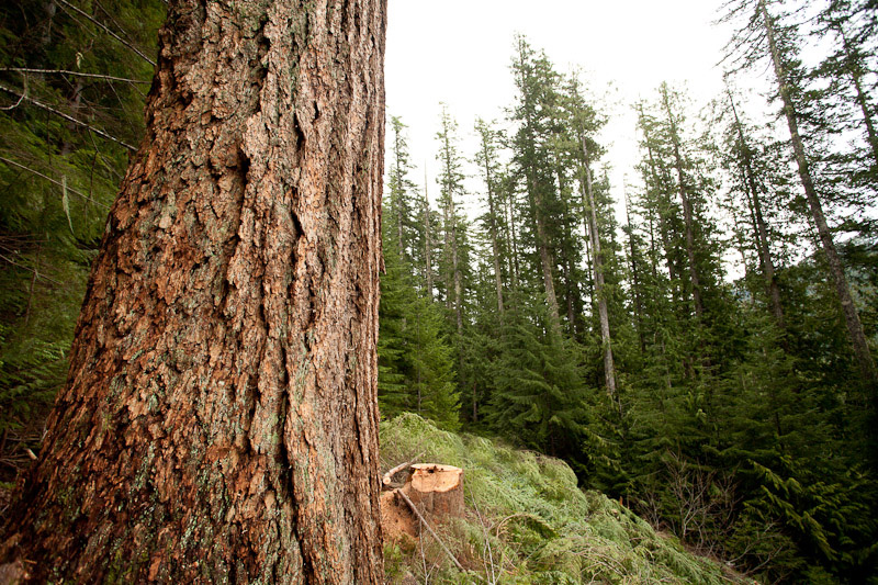 Environmental groups decry logging near Cathedral Grove
